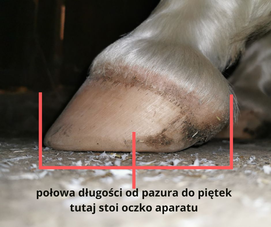Instrukcja mierzenia kopyt - Hoofbeats - Buty dla konia